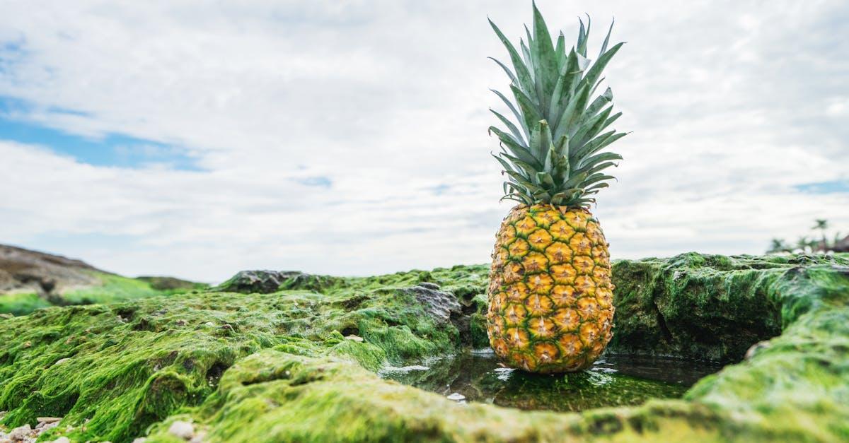 À la découverte de l'arbre mystérieux de l'ananas