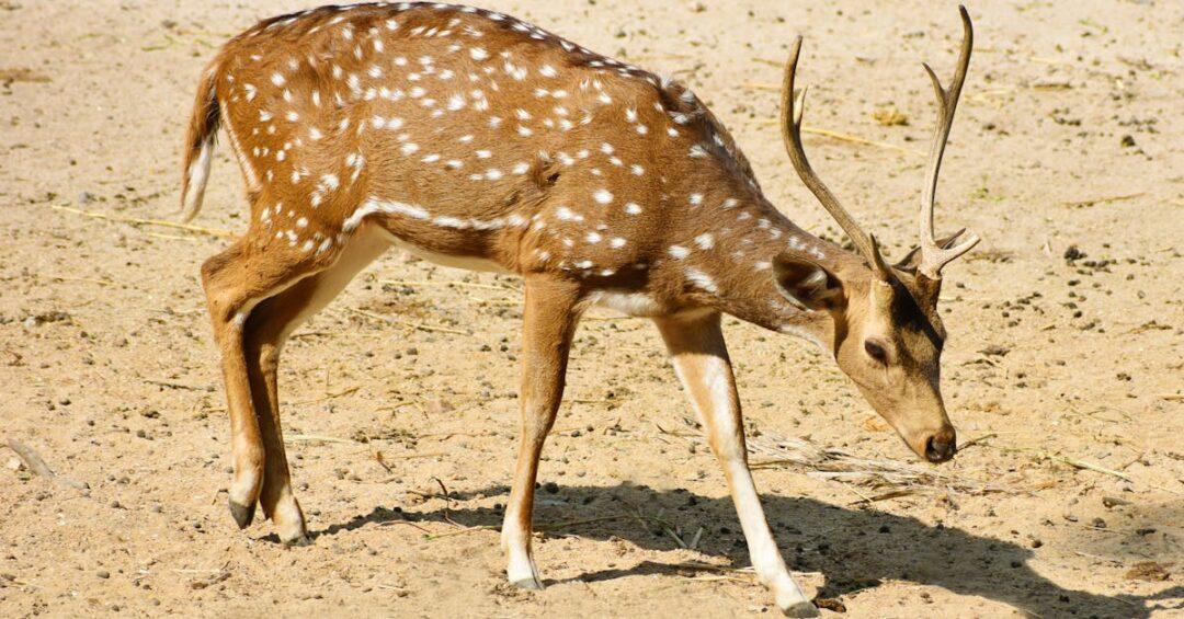 biche ou chevreuil : comment les distinguer facilement