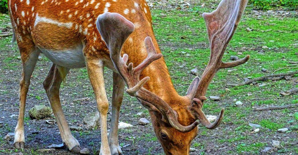 biche ou chevreuil : comment les distinguer facilement