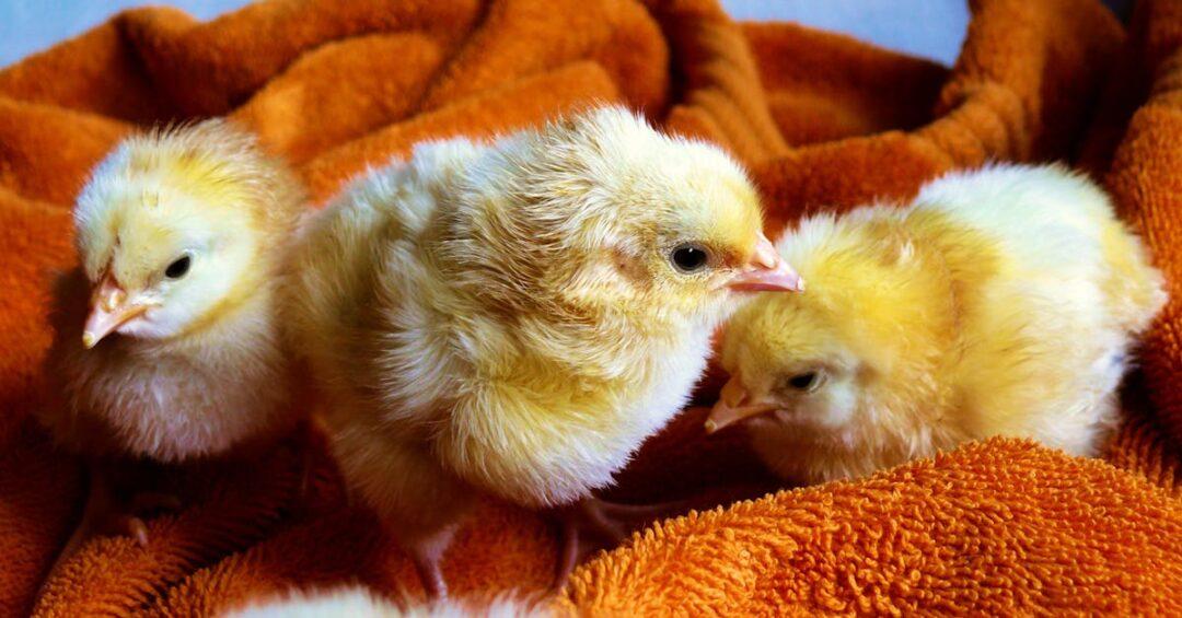 bébé serpent : découvrez son nom étonnant