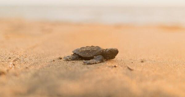 bébé serpent : découvrez son nom étonnant