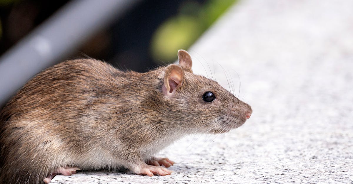 Rat des villes vs rat des champs : deux mondes, deux modes de vie