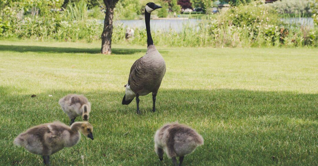 Oie ou jars ? Le guide malin pour faire la différence