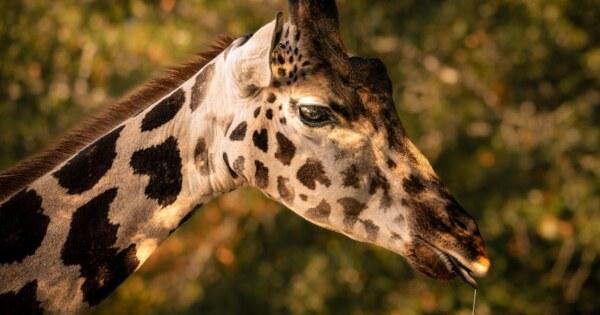 Le langage secret des girafes dévoilé
