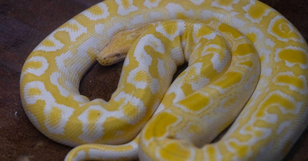 Serpents : Types et secrets de leurs particularités