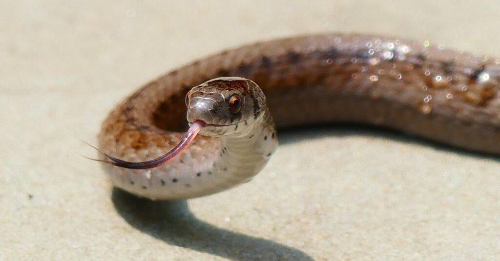 Serpents : Types et secrets de leurs particularités