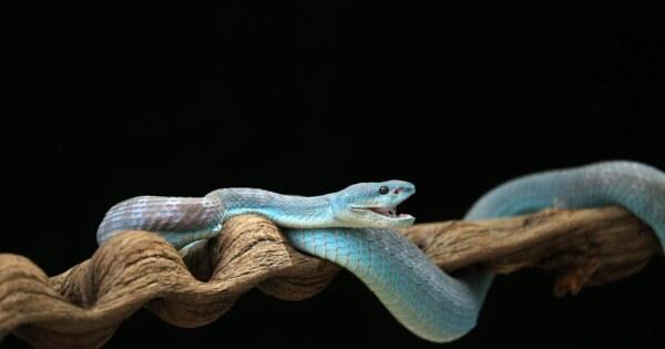 Serpents : Types et secrets de leurs particularités