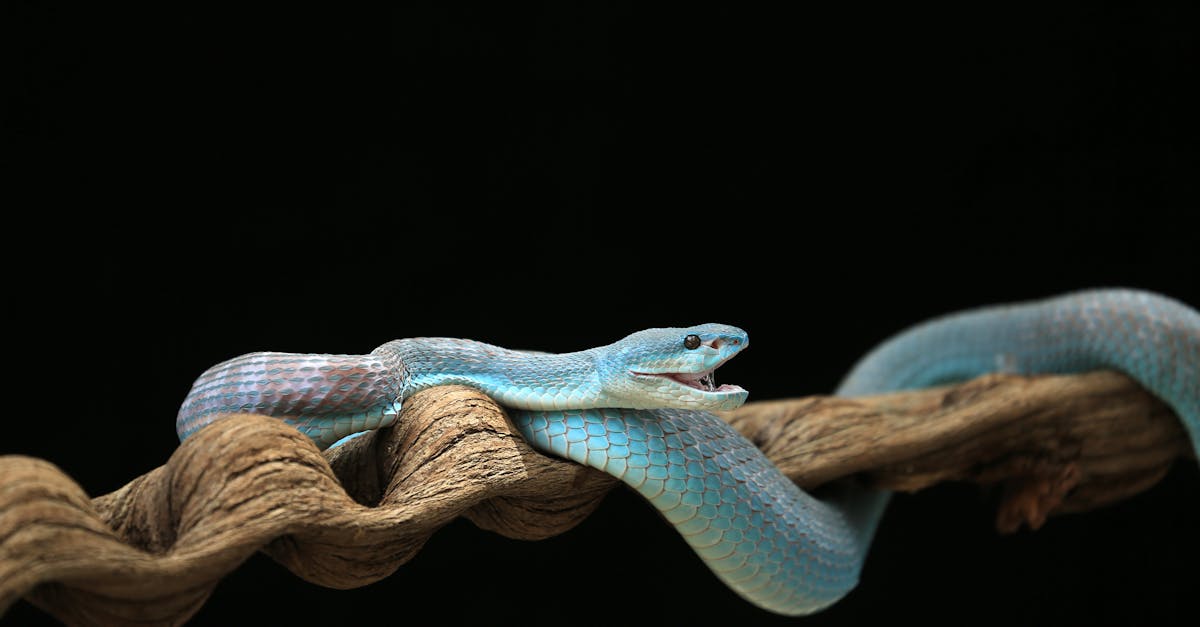Serpents : Types et secrets de leurs particularités